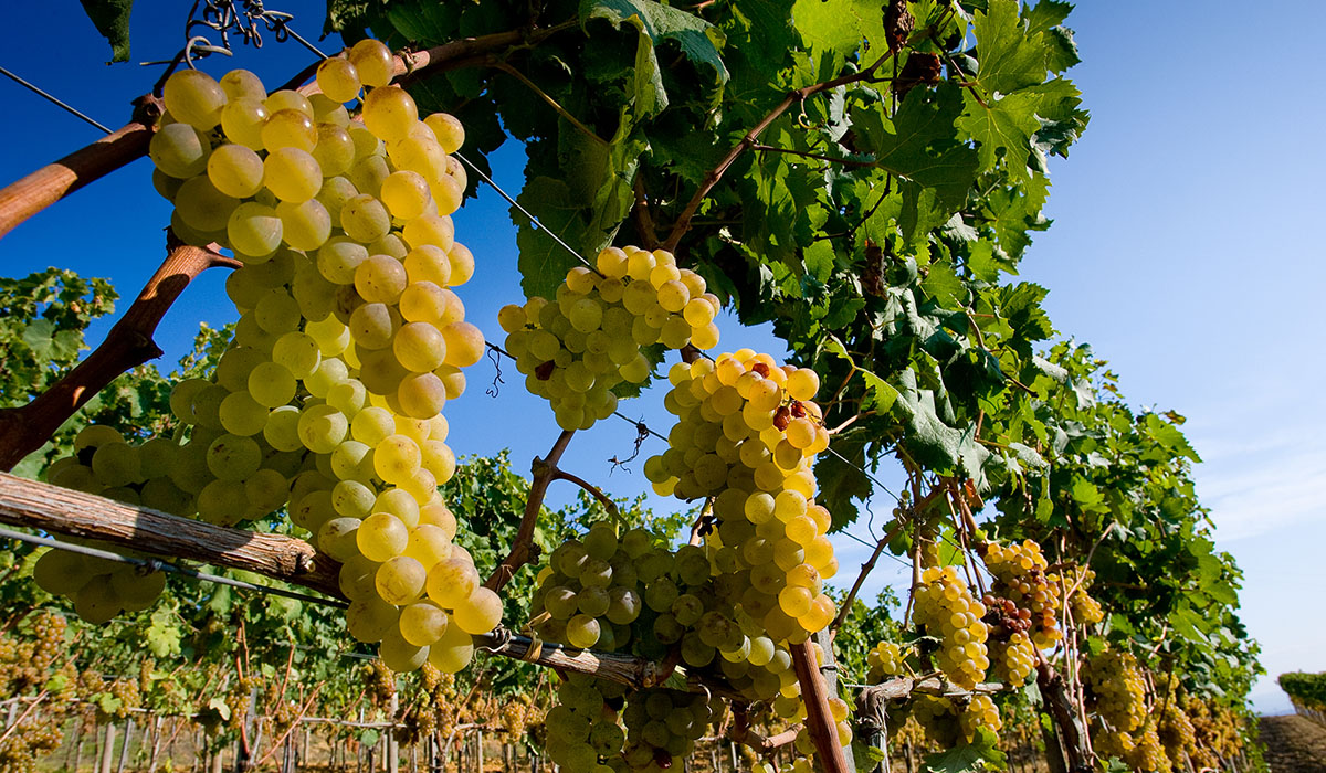 Wine Tours in Tuscany - Bespoke Tuscany